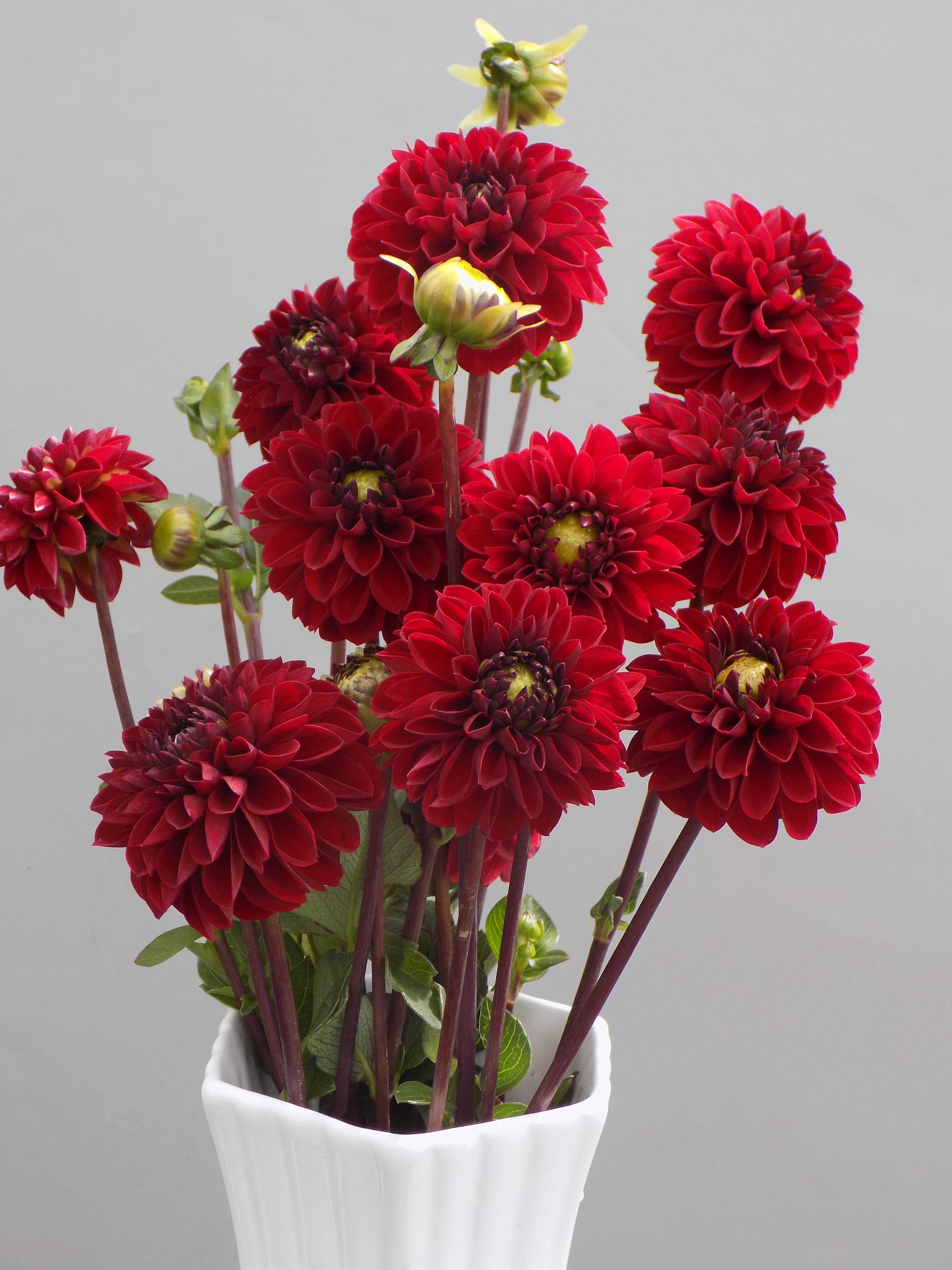 Viking Dahlia Tuber – Van Hoeve Dahlias